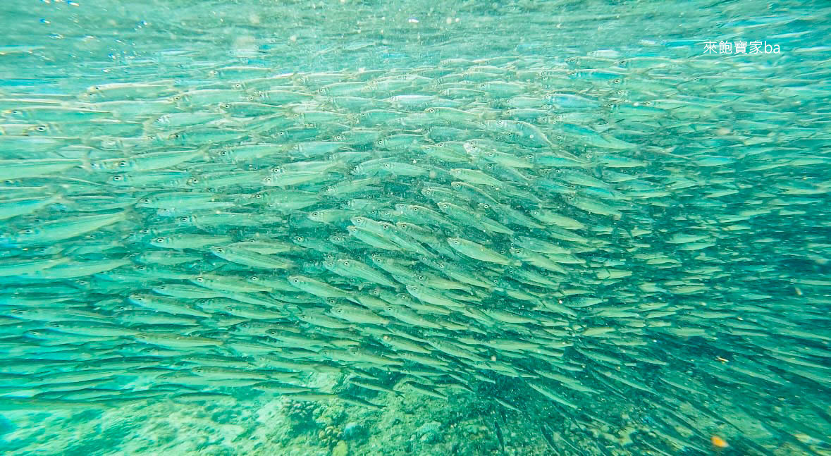 薄荷島景點【沙丁魚風暴】 免去墨寶，Napaling Reef納帕林就能體驗壯觀沙丁魚風暴！ @來飽寶家ba